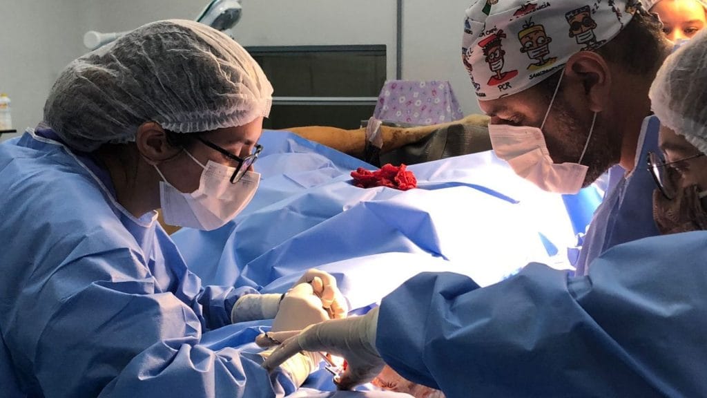 Hospital Veterinário do Grupo UniEduK propicia aprendizado sobre ...